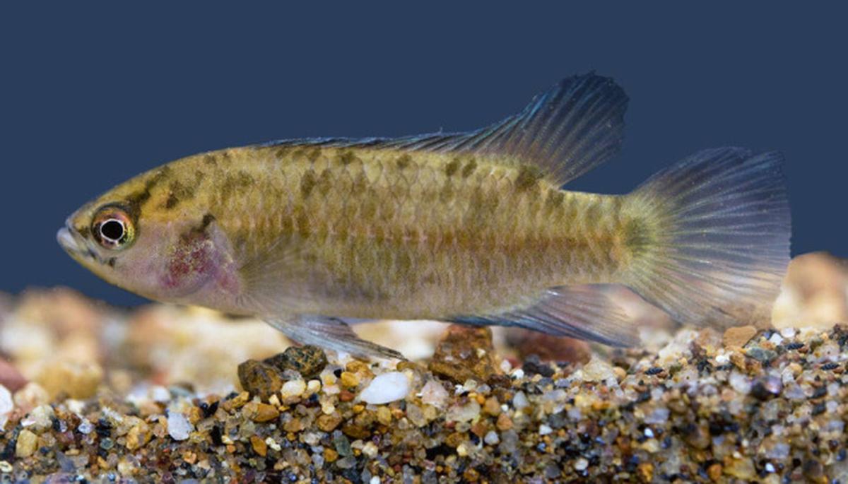 New fish species discovered - The Hindu