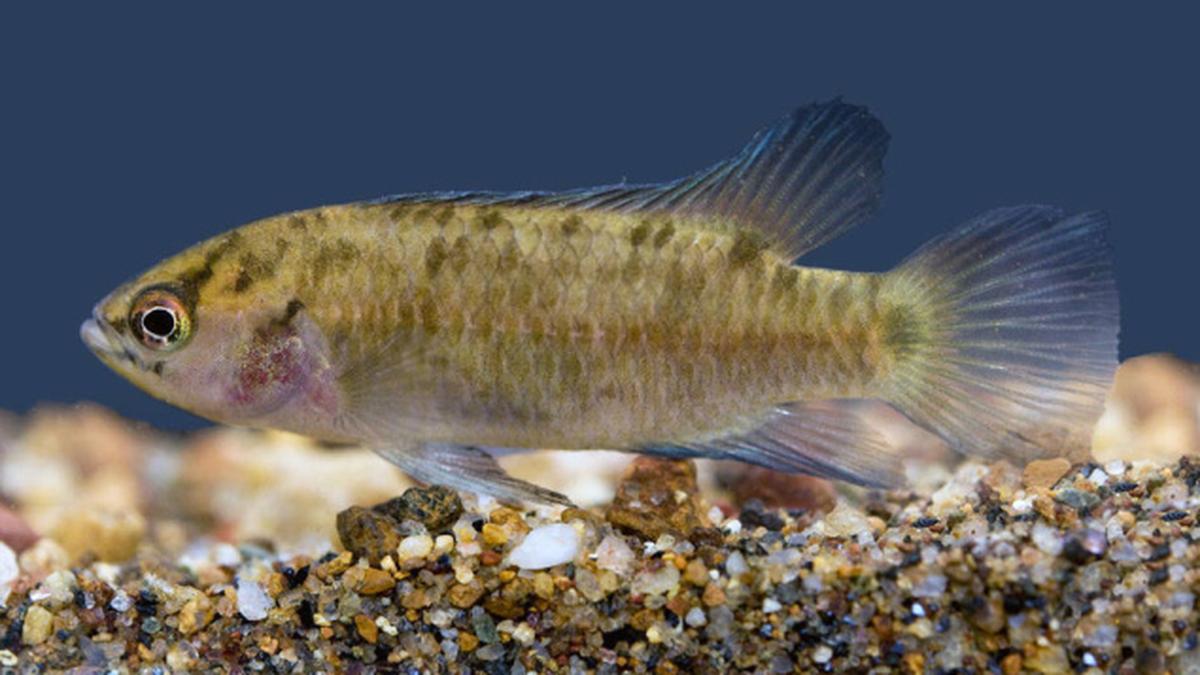 New fish species discovered - The Hindu