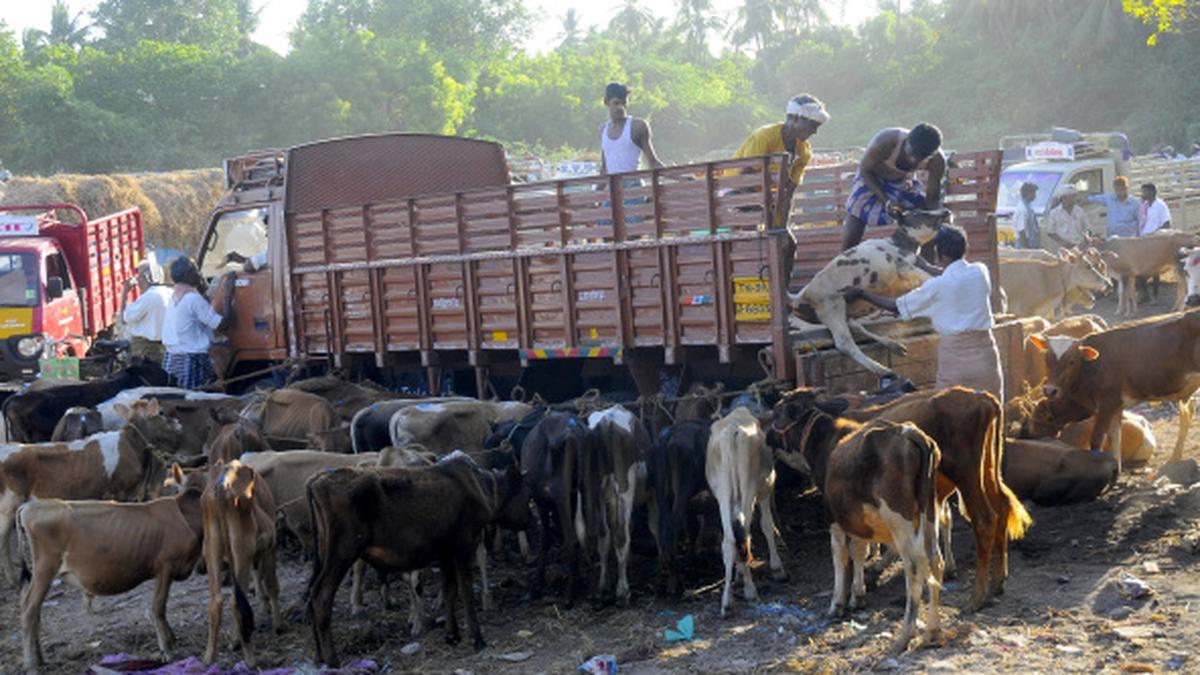 Large-scale selling of calves: an impending danger to cattle wealth ...