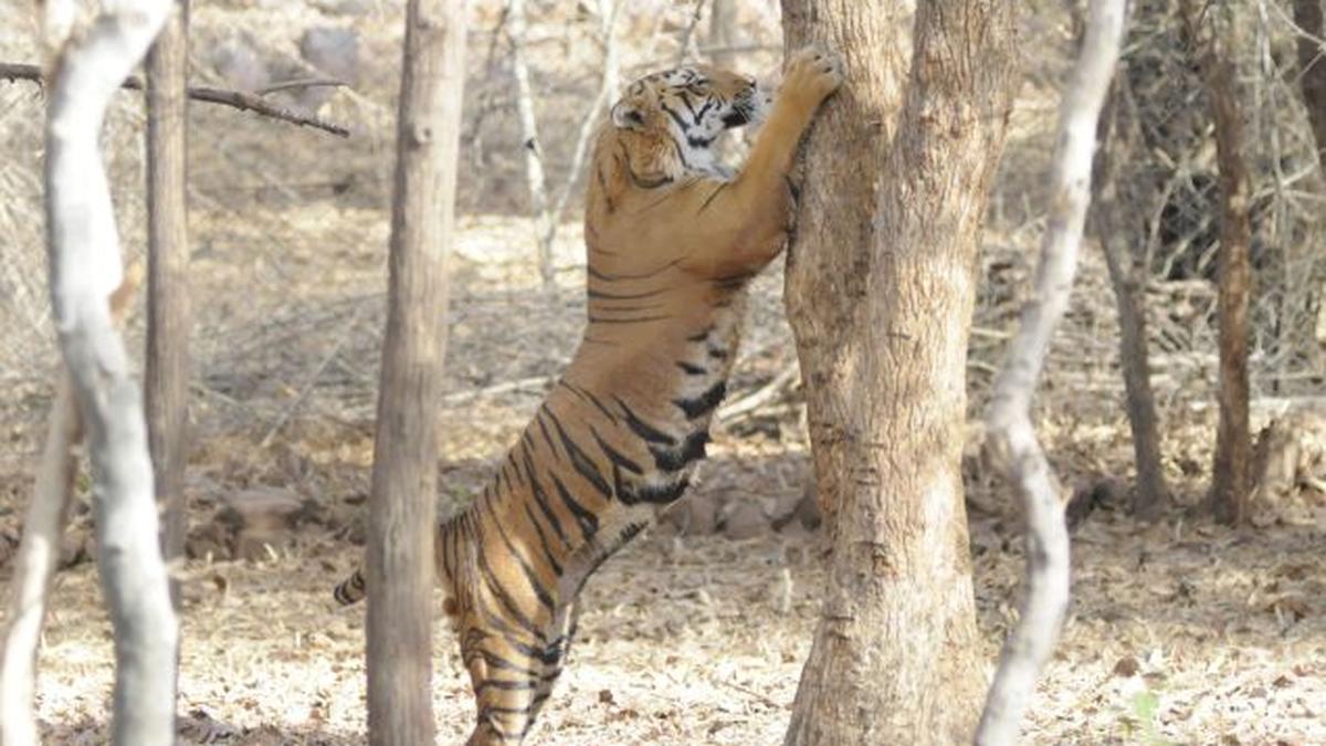 Alarming rise in tiger deaths this year - The Hindu