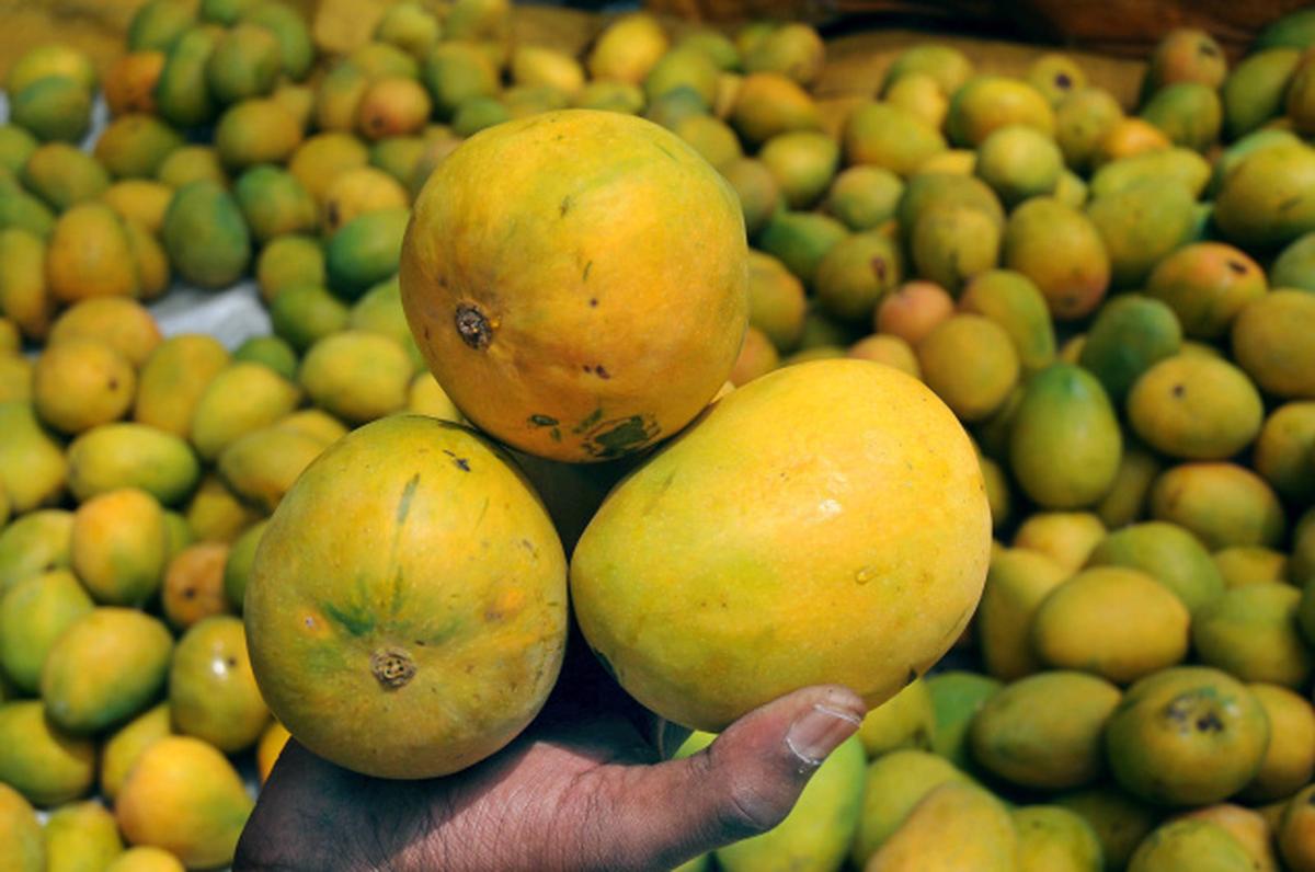 You can shop for quality mangoes at Lalbagh - The Hindu