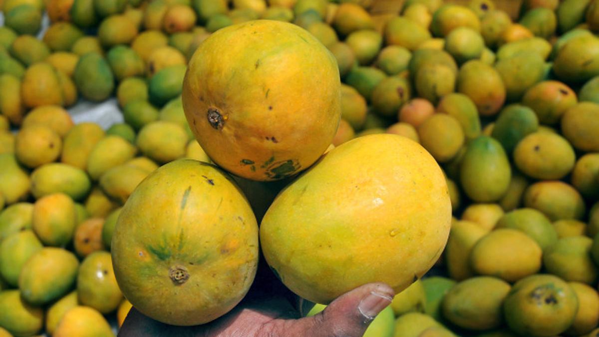 You can shop for quality mangoes at Lalbagh - The Hindu