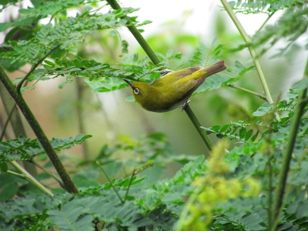 The bird with the white spectacles - The Hindu