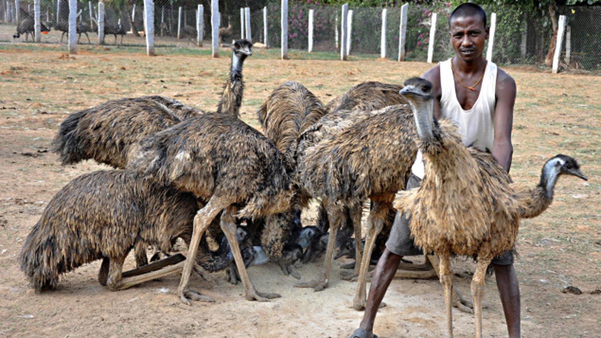Emu farmers hope that the fledgling industry takes off - The Hindu