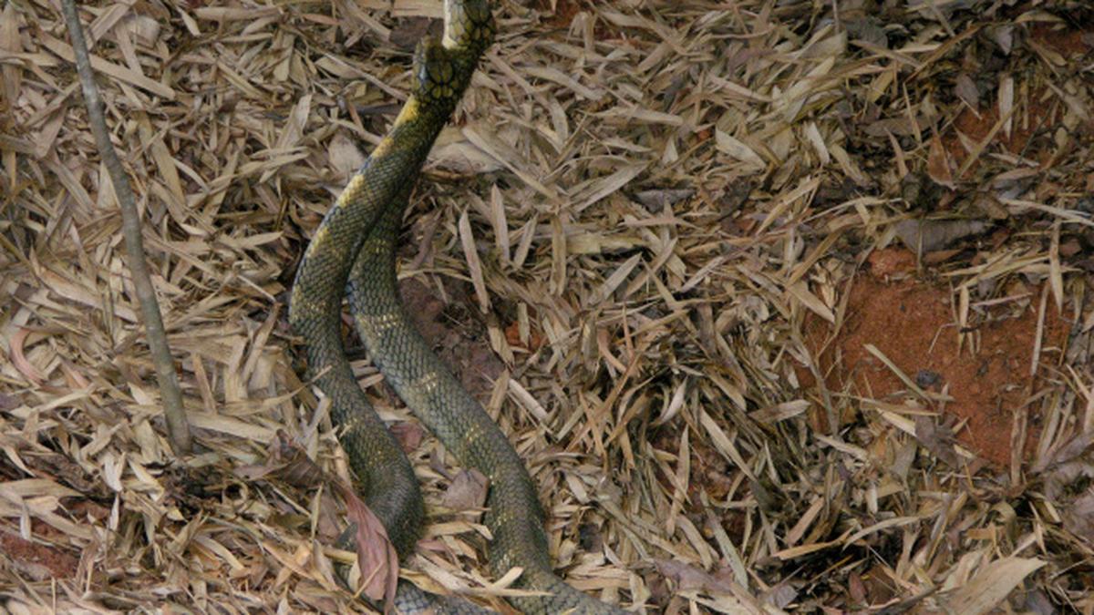 Snake wrestlers - The Hindu