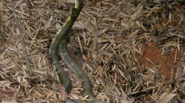 Snake wrestlers - The Hindu