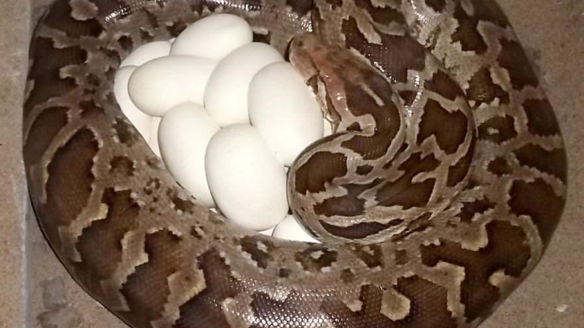 Python lays eggs at Corporation zoo - The Hindu