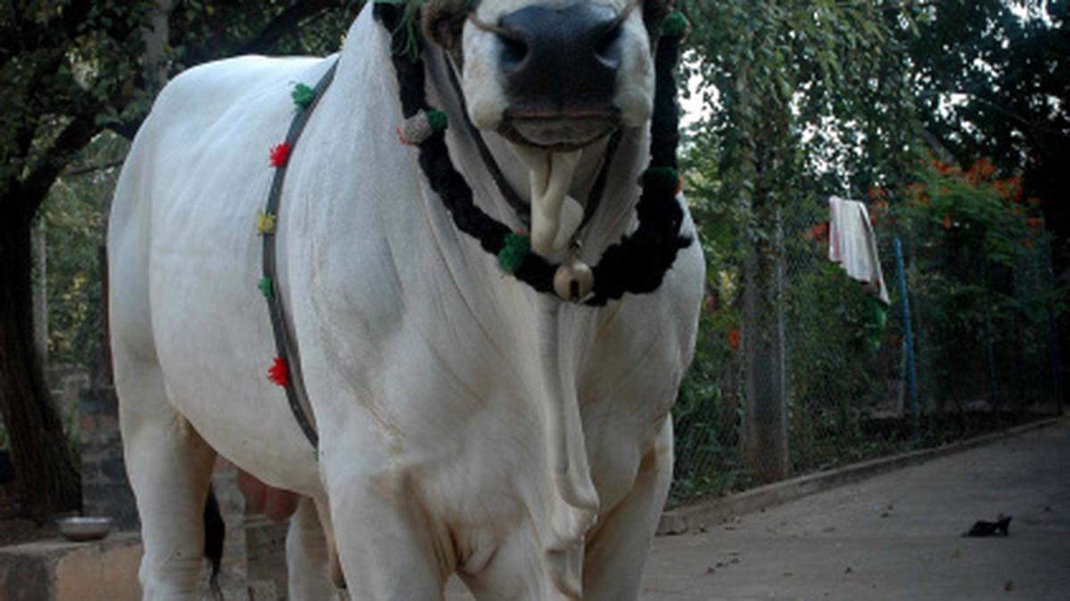 Bid to smuggle Ongole bulls - The Hindu