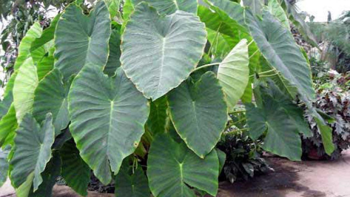 Taro treat - The Hindu