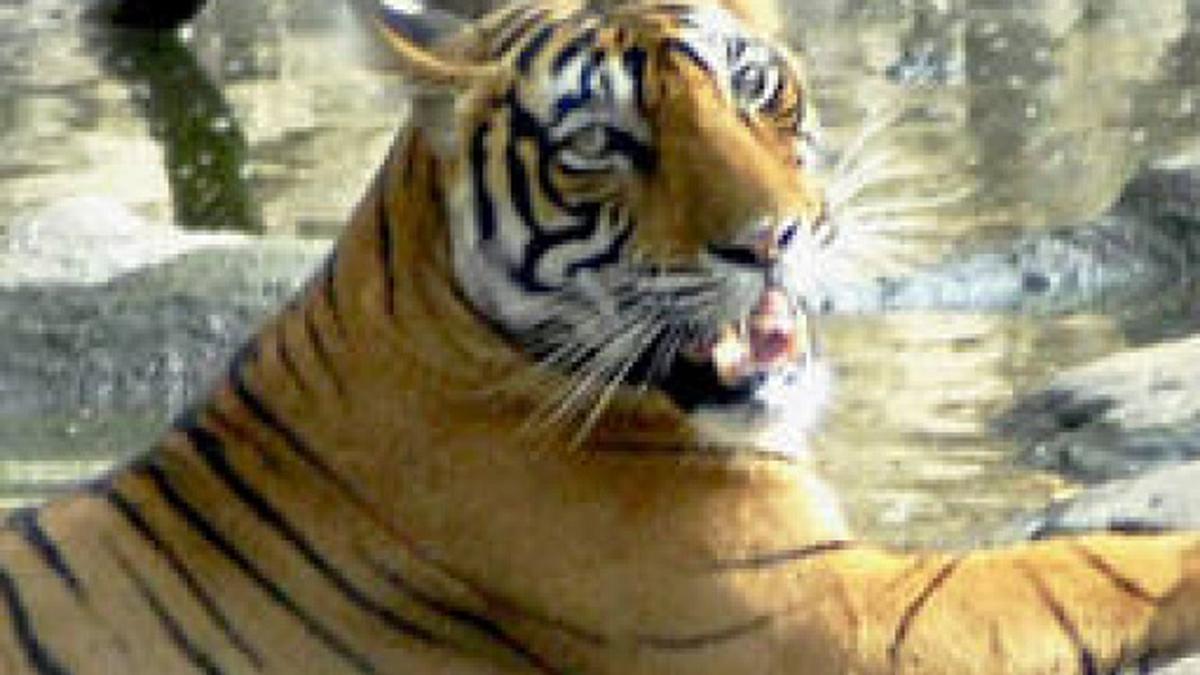 Study finds genetic evidence of tiger movement from Ranthambore - The Hindu