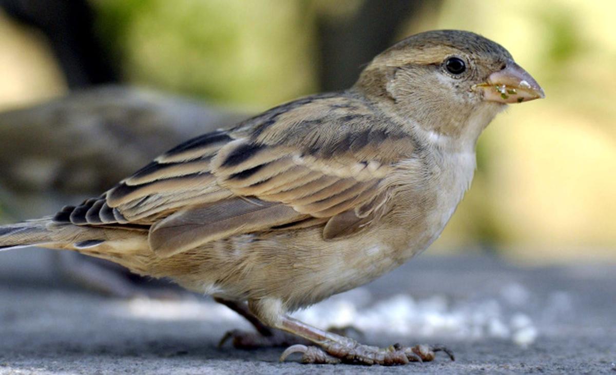 Sorrow over sparrow - The Hindu