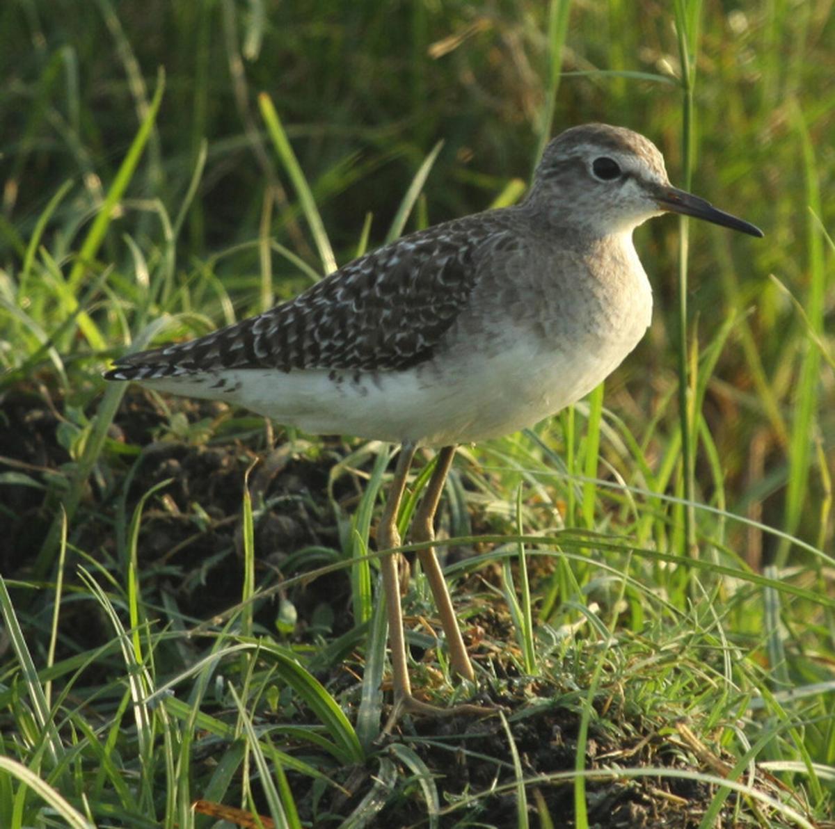 Meet migratory birds - The Hindu
