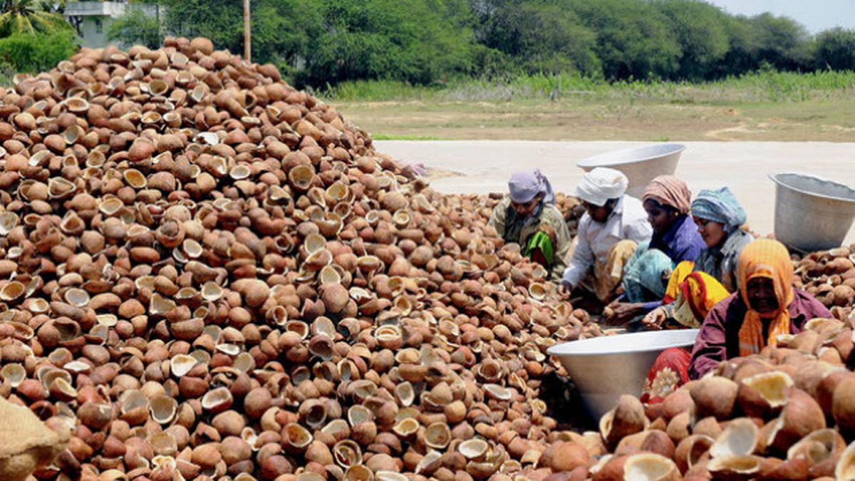 Coconut processing facility starts functioning - The Hindu