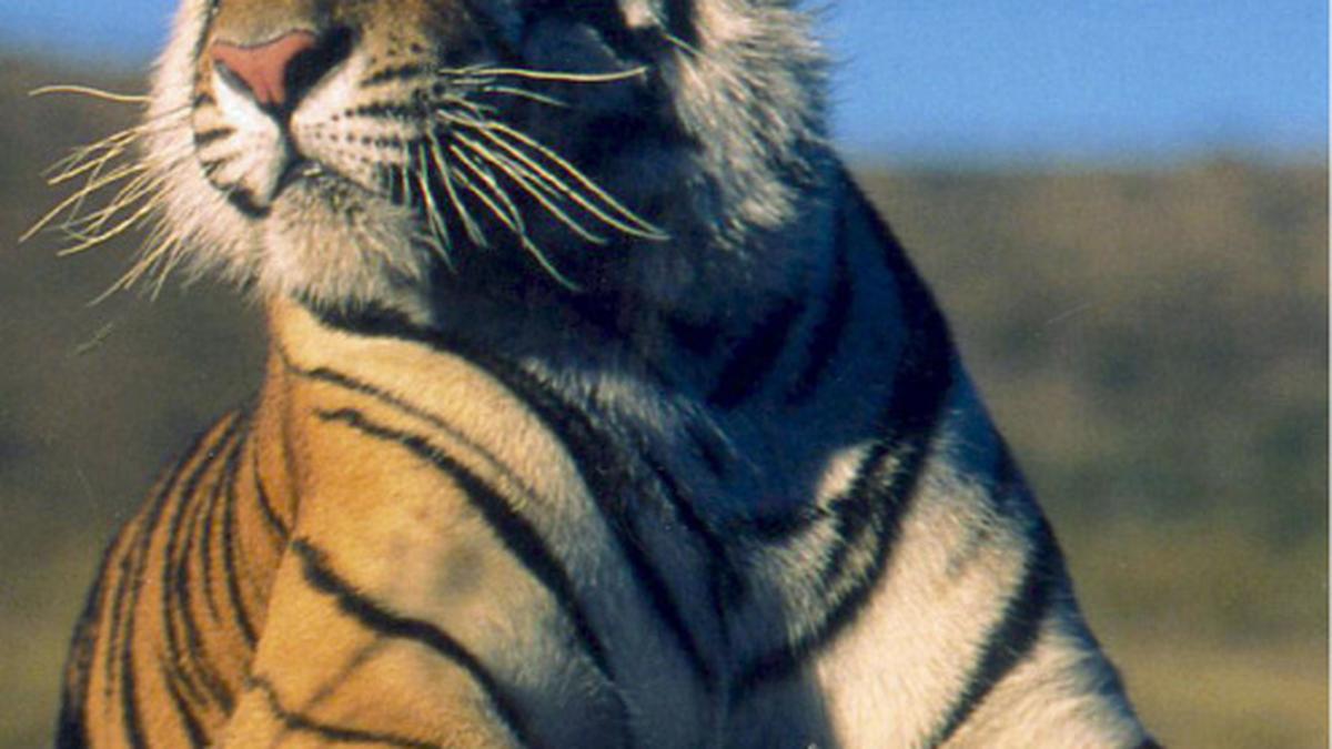 A tale of two tiger reserves - The Hindu