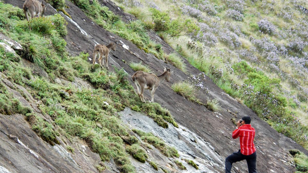 Rajamala re-opens for tourists - The Hindu