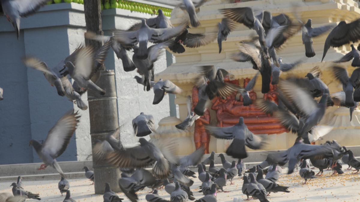Pigeon navigation: magnetic sensors in beak a fallacy, says study - The ...