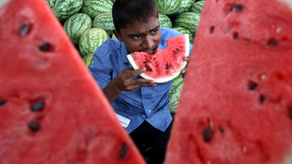 Watermelons Being Edged Out By The King Of Fruits The Hindu
