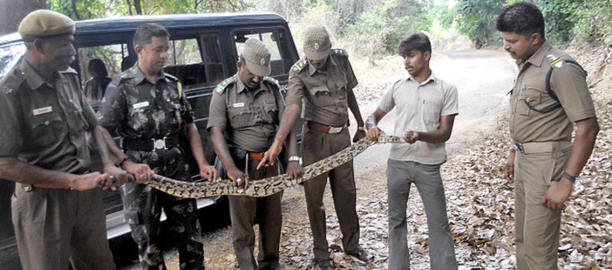 Python rescued, released - The Hindu