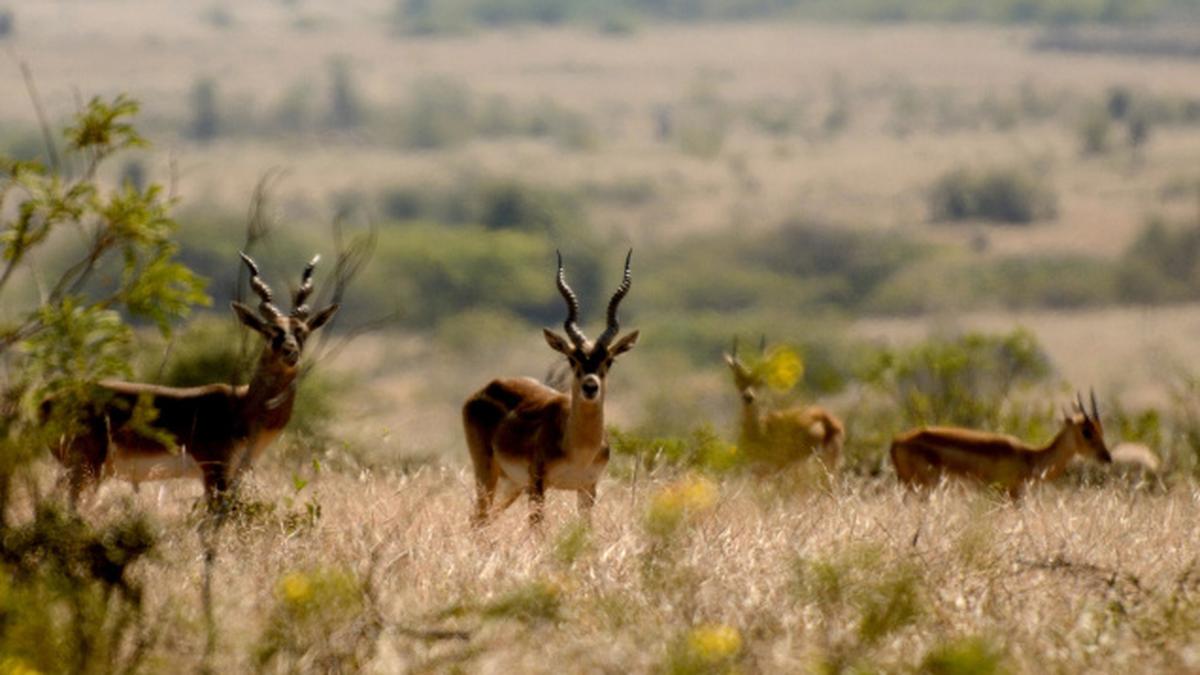 Inside Story — Wild antelope chase - The Hindu