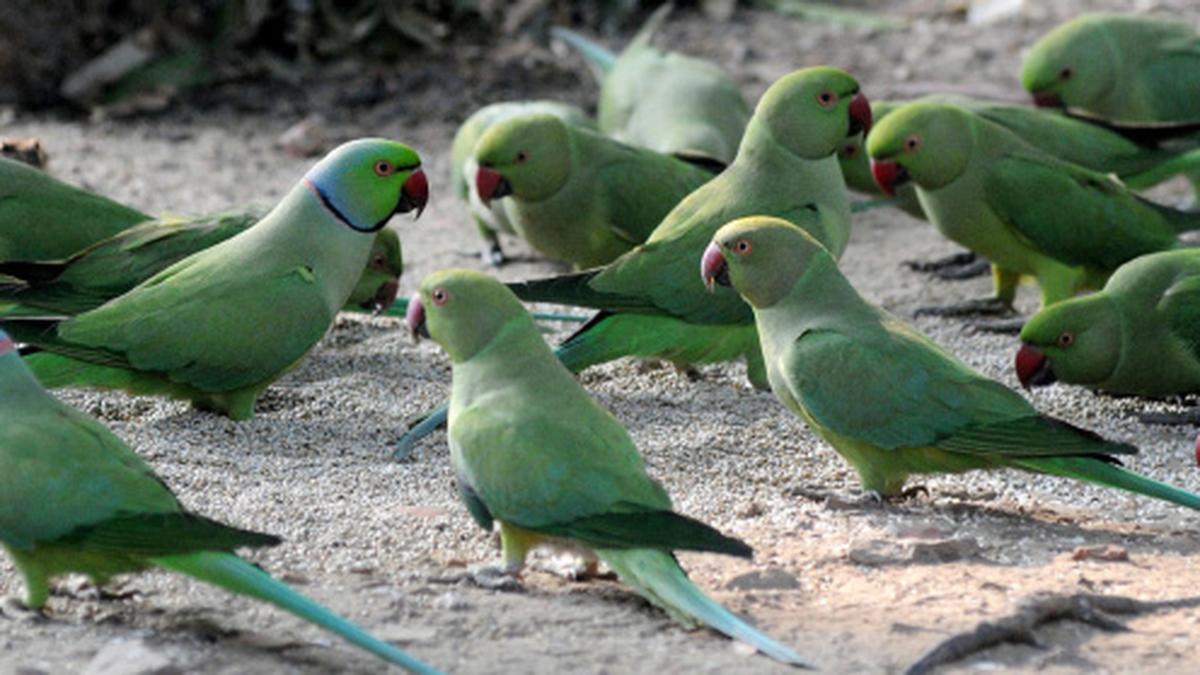 Where have all the birds gone? - The Hindu