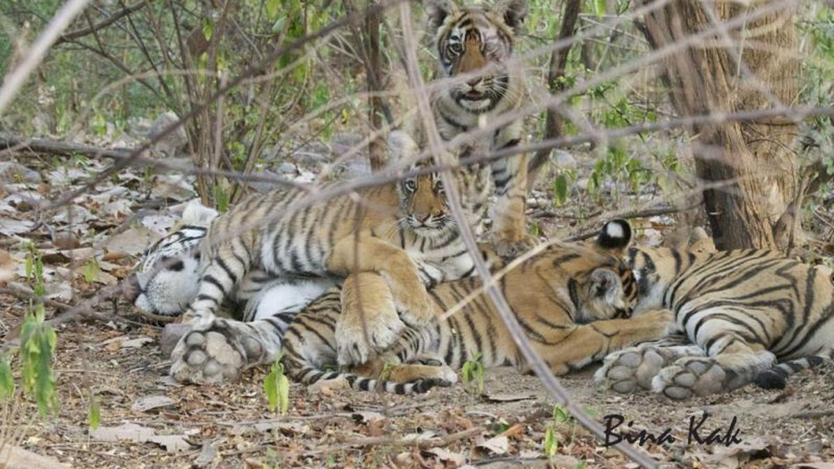 Husnara, the beautiful! - The Hindu