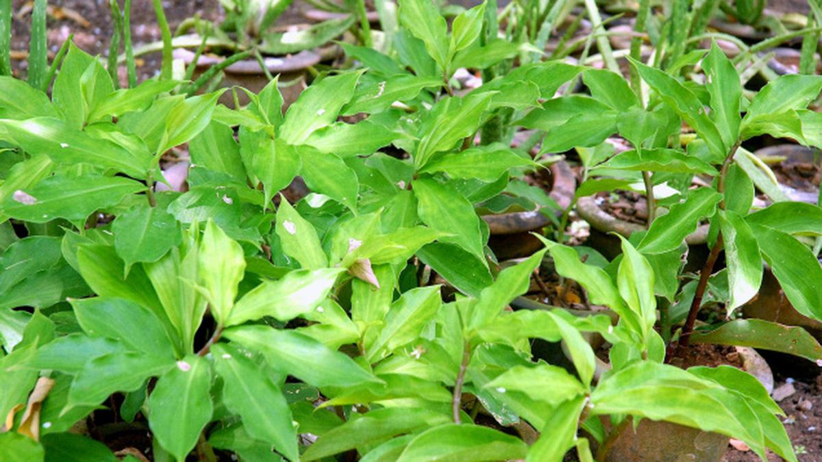 Stevia, the leafy green sweetener - The Hindu