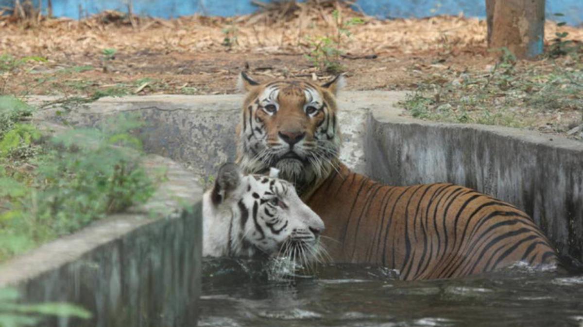 Zoo plans cross-breeding of tigers - The Hindu
