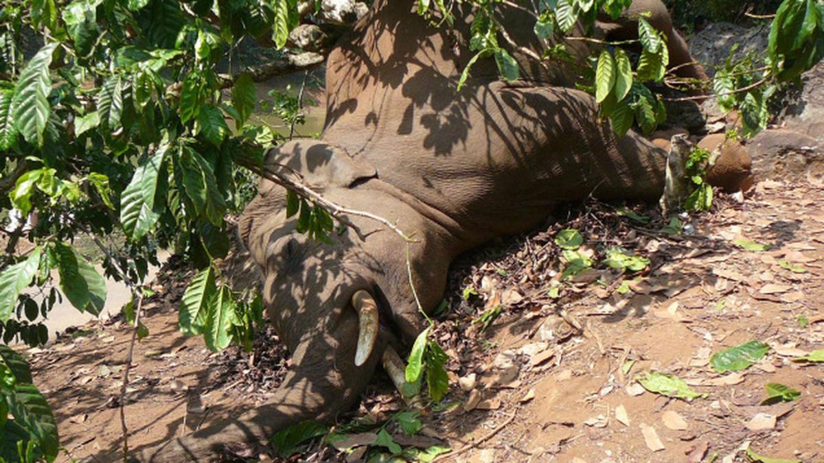 28 elephants electrocuted in the last two years - The Hindu