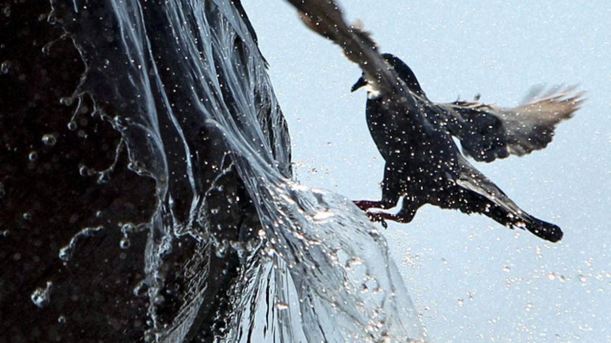 Pigeons’ navigation skills linked to special ‘GPS neurons’ - The Hindu