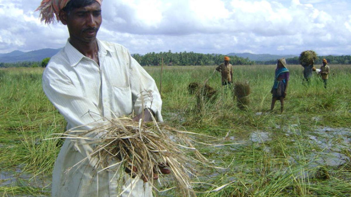 Area under Kari Kagga declines - The Hindu