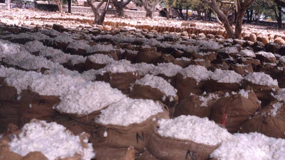 Centre bans cotton exports - The Hindu