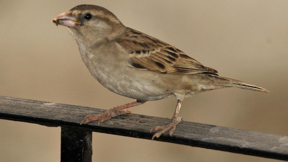 Will the sparrow return? - The Hindu