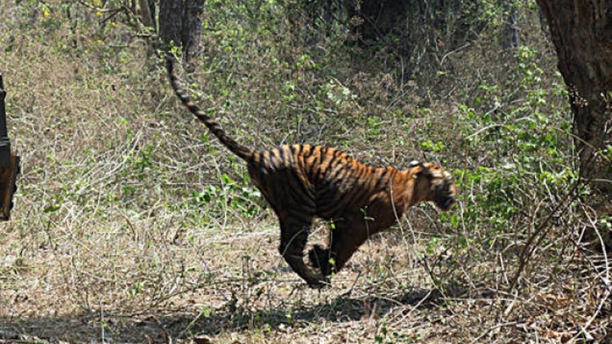 Tiger trapped in coffee estate, freed in forest - The Hindu