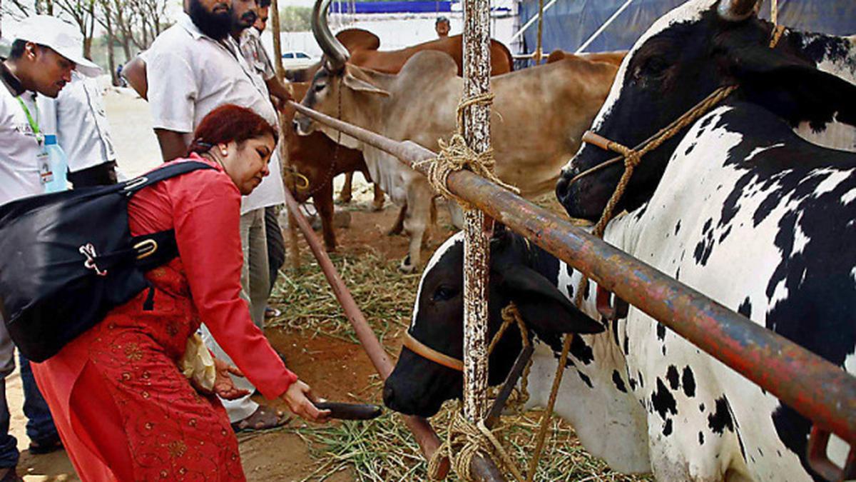 Health benefits of 'desi' cow products underscored - The Hindu