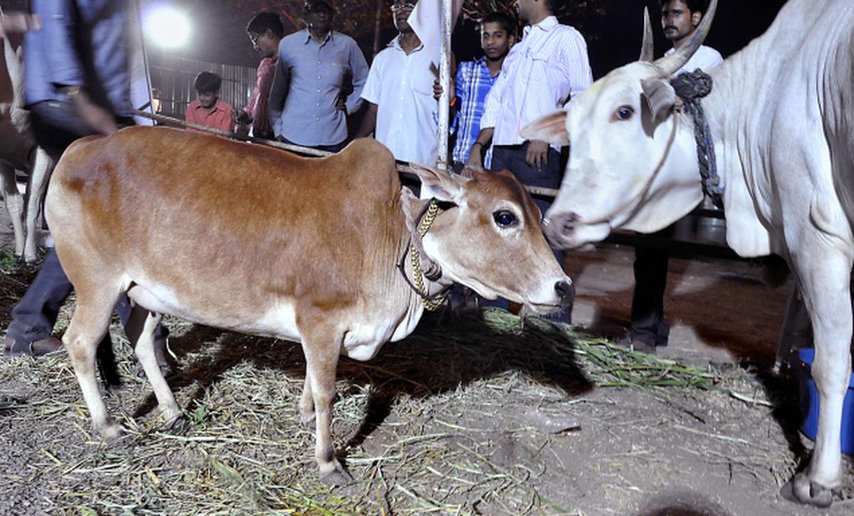 Dwarf cow arouses curiosity - The Hindu