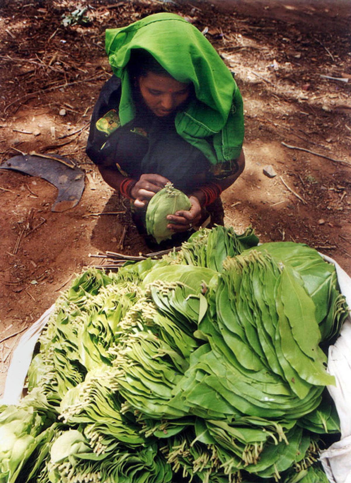 The tendu leaf tussle - The Hindu