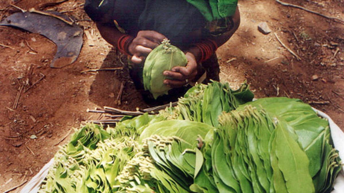 The tendu leaf tussle - The Hindu