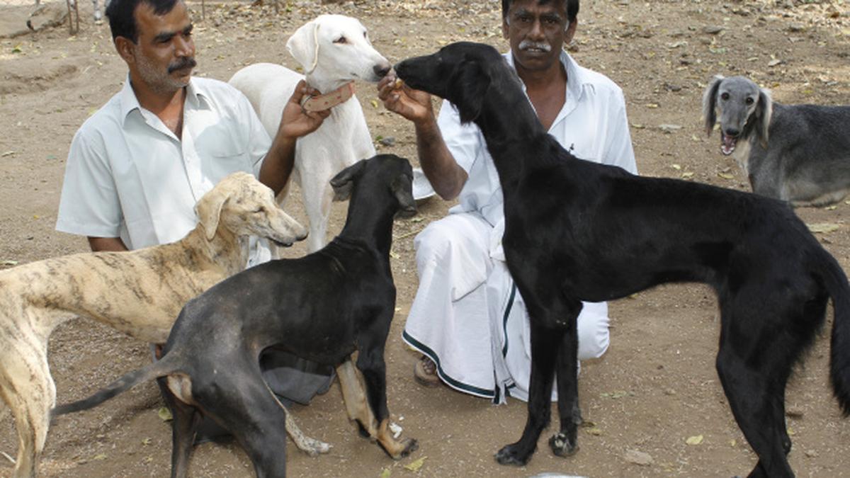 Will the Indian dog have his day? - The Hindu