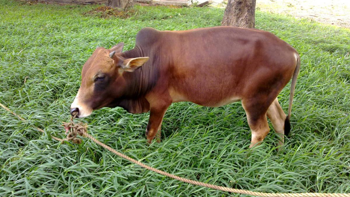 Scheme to preserve world's smallest cow - The Hindu