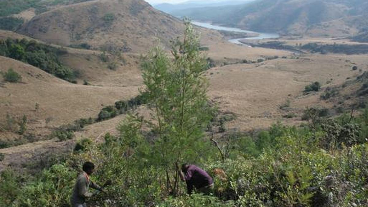 Mukurthi National Park intensifies Fire prevention, conservation ...