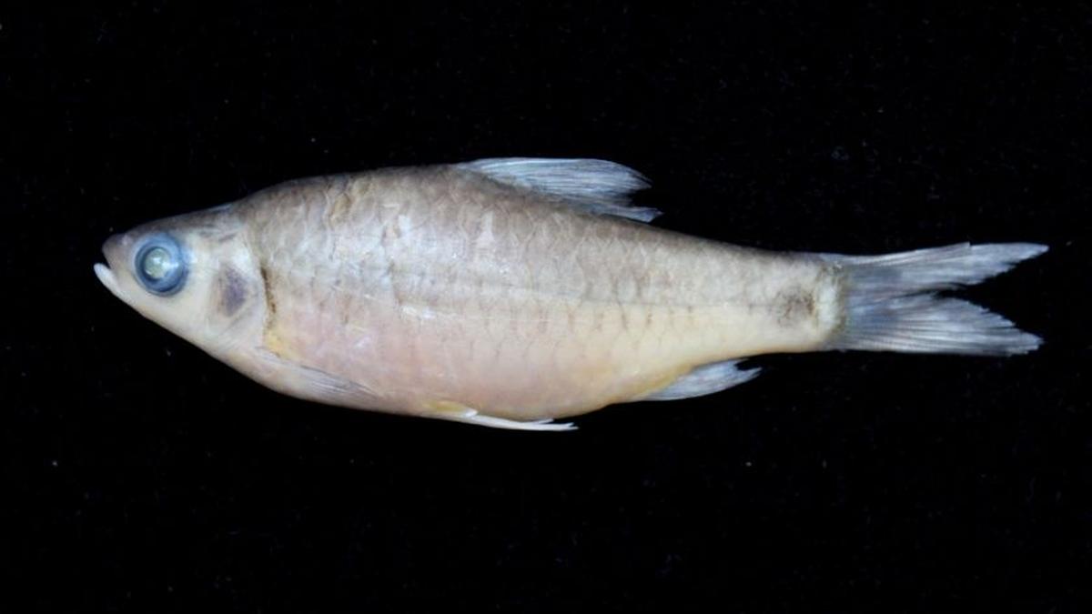 New fish species discovered - The Hindu