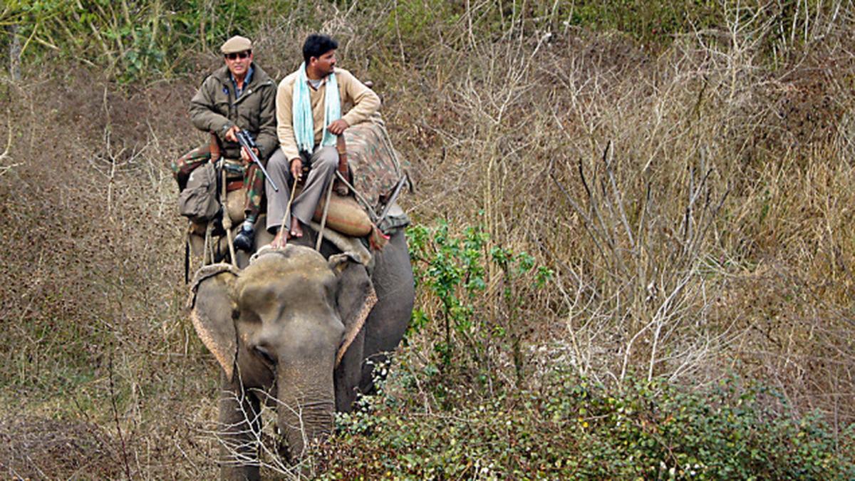 Elusive tiger forces Shikari to change tactic - The Hindu