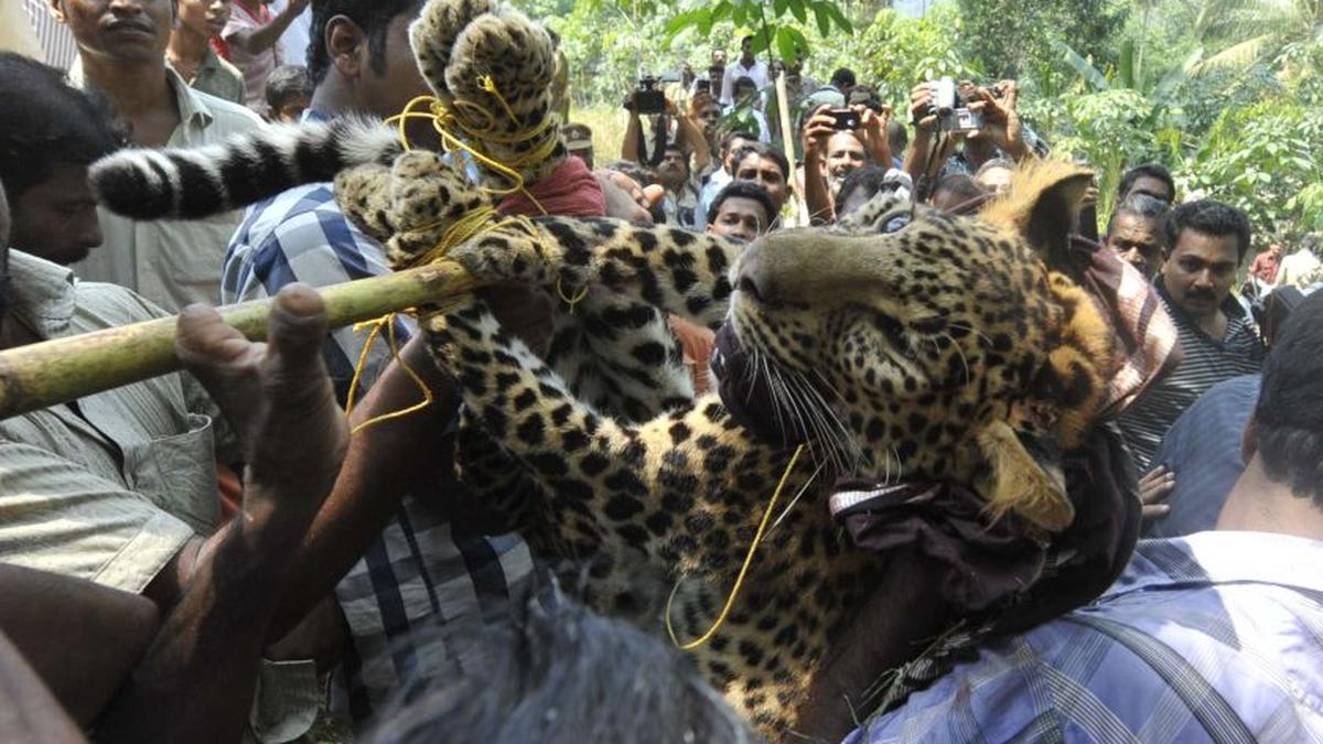 Concern over man-leopard conflicts - The Hindu