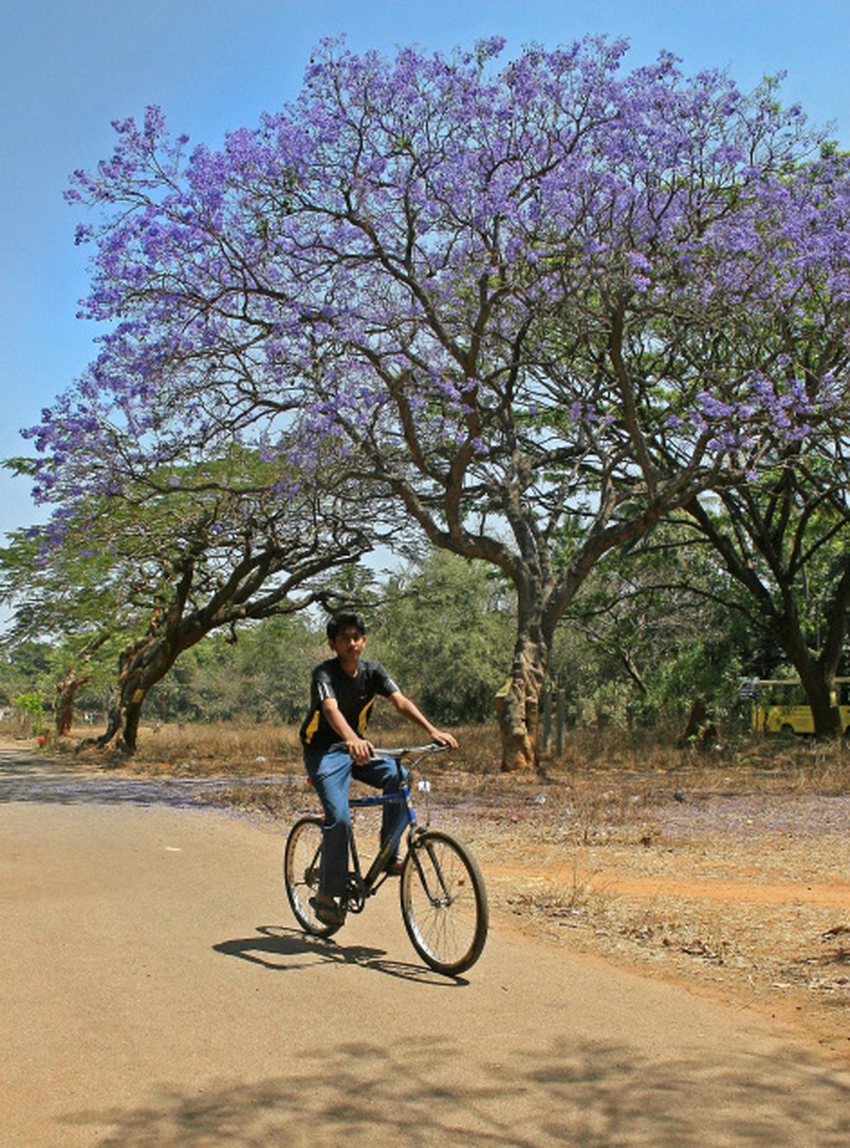 Lungs of the city - The Hindu