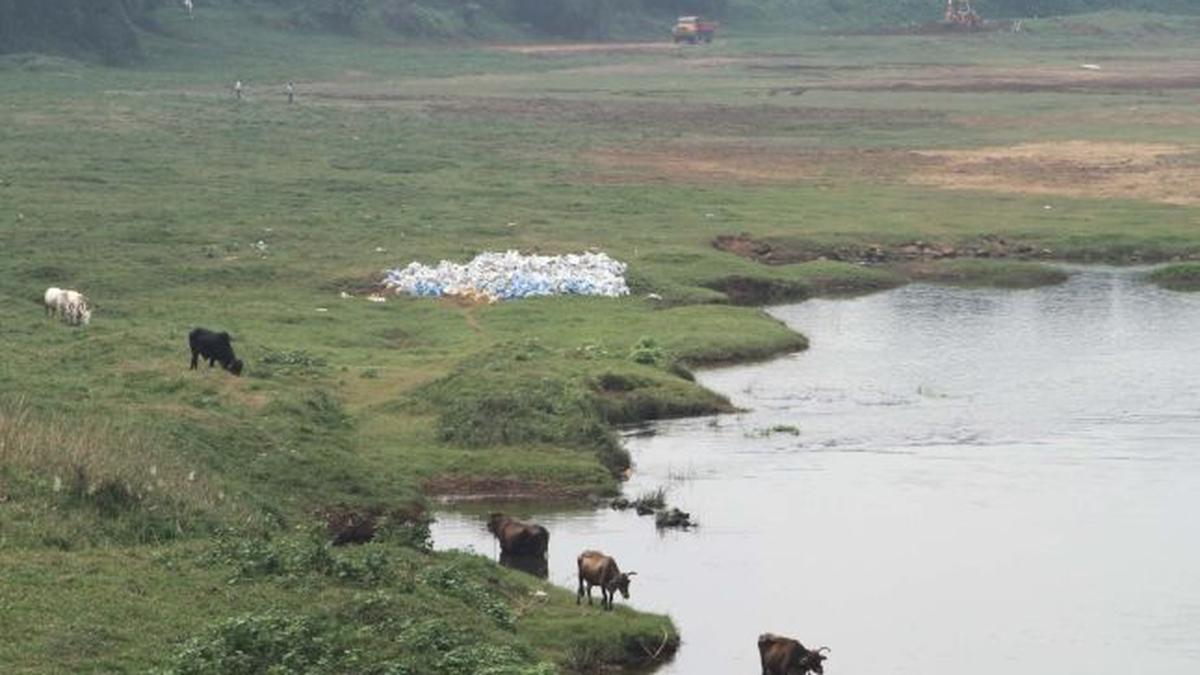 Waning sandbeds of river Pampa - The Hindu