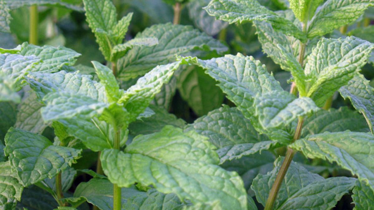 Minting an ancient herb on your windowsill - The Hindu