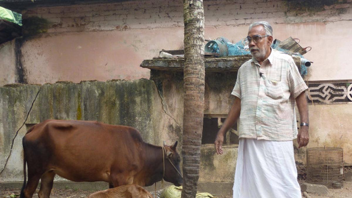 Holy cow! Small is beautiful - The Hindu