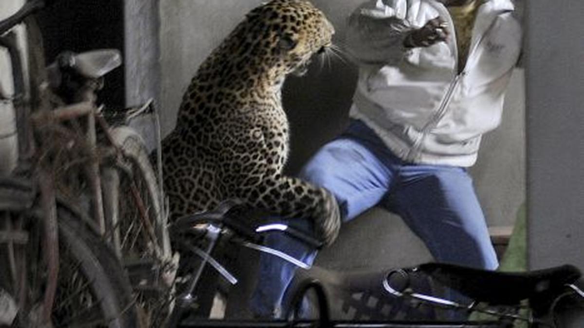 High drama on Guwahati streets with leopard on the prowl - The Hindu