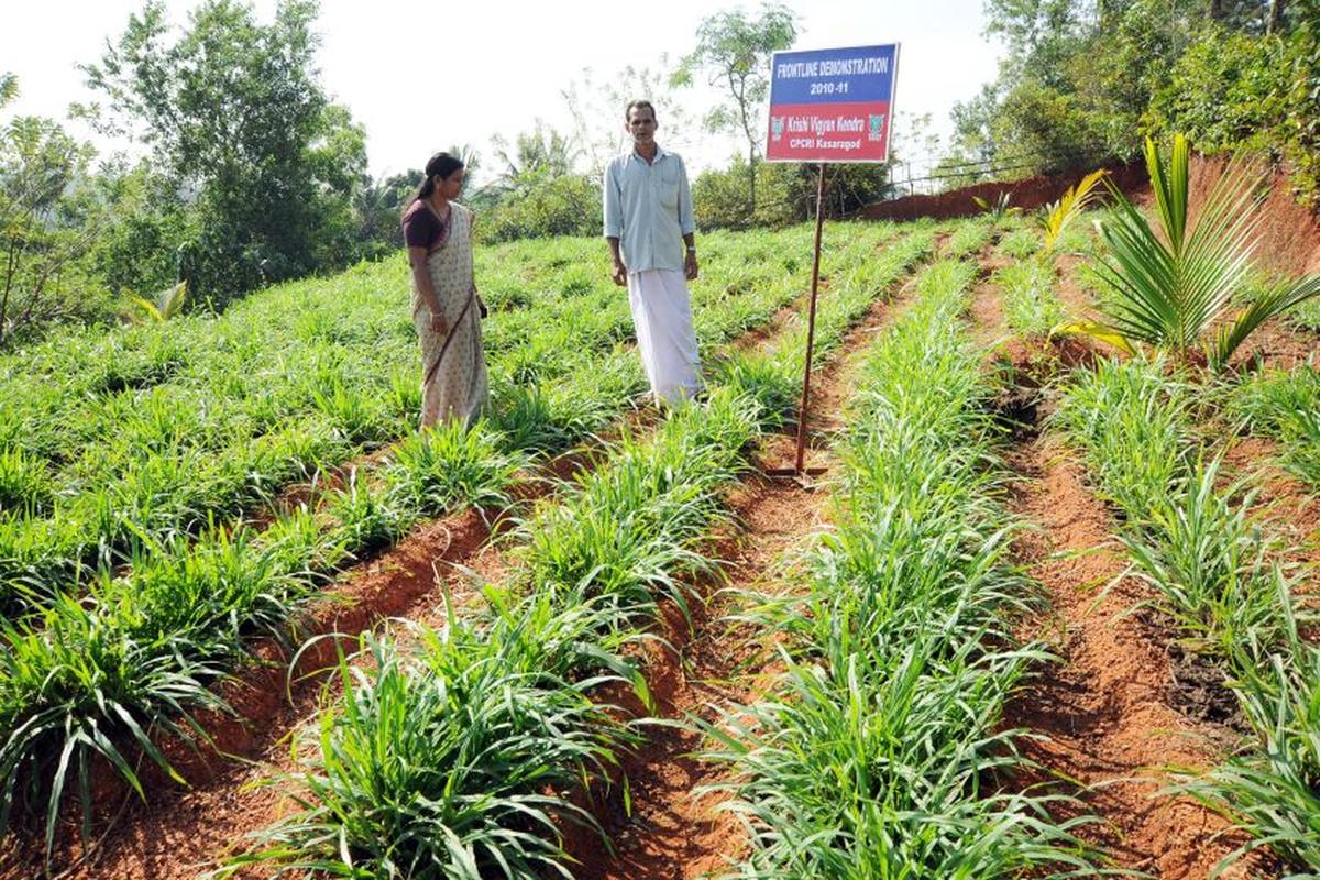 Farmer’s success story through integrated farming - The Hindu