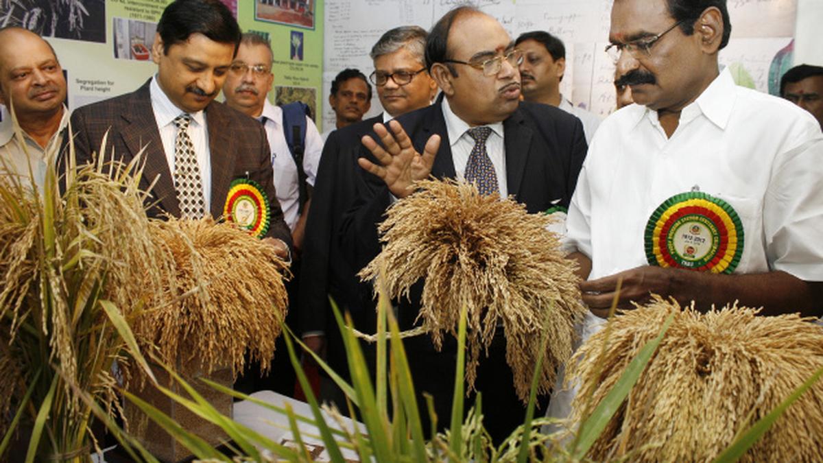 Scientists asked to come out with high-yielding rice varieties - The Hindu